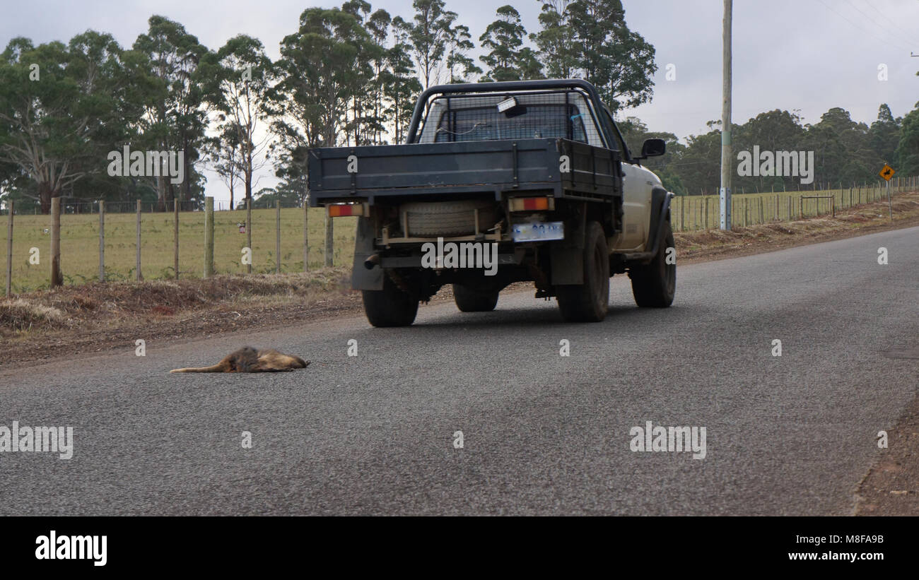 When it comes to 'Roadkill' no species of wildlife are spared. Some of ...