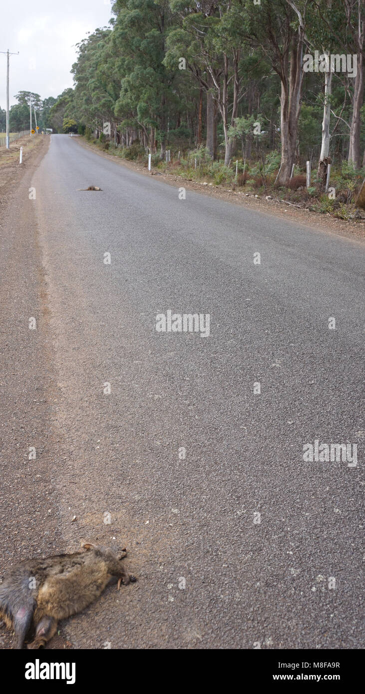 Tasmania has five species of possum; Family (Petauridae); Common ...