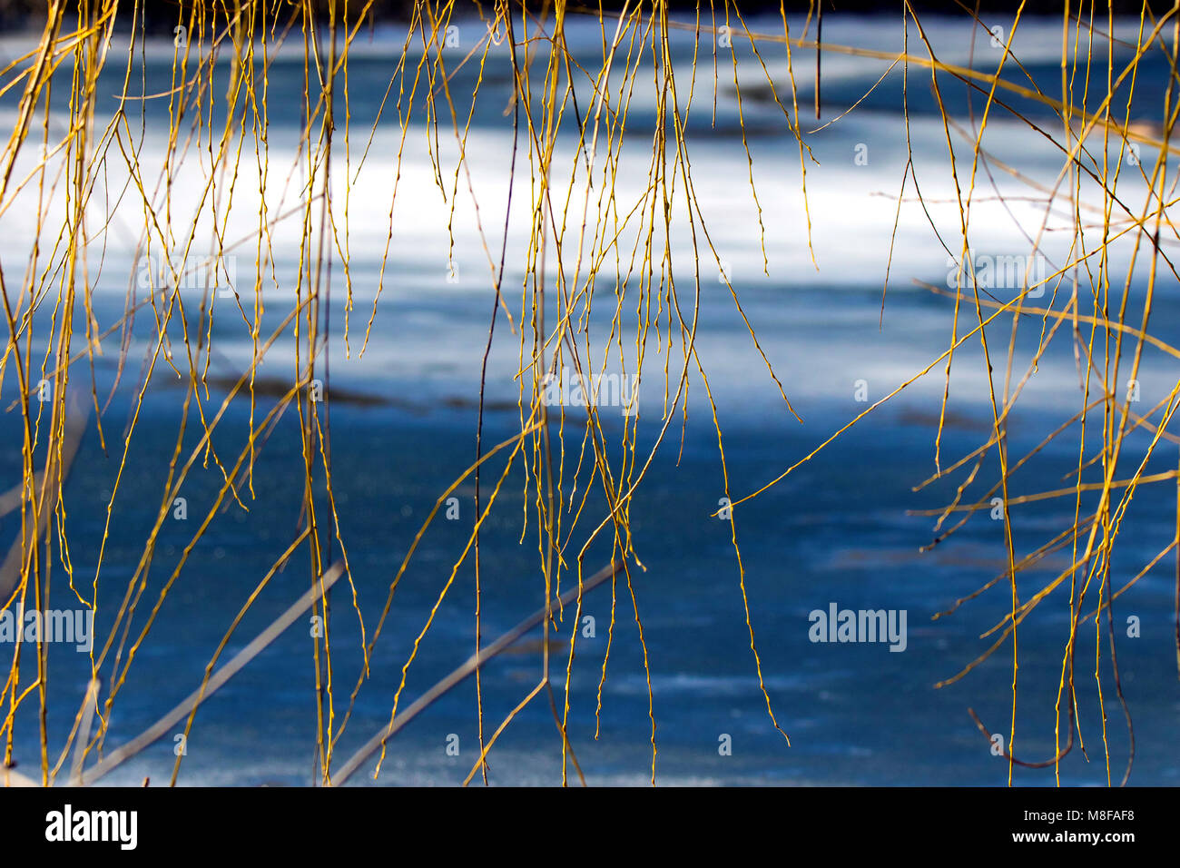 the image of the willow twigs bent over the water Stock Photo - Alamy