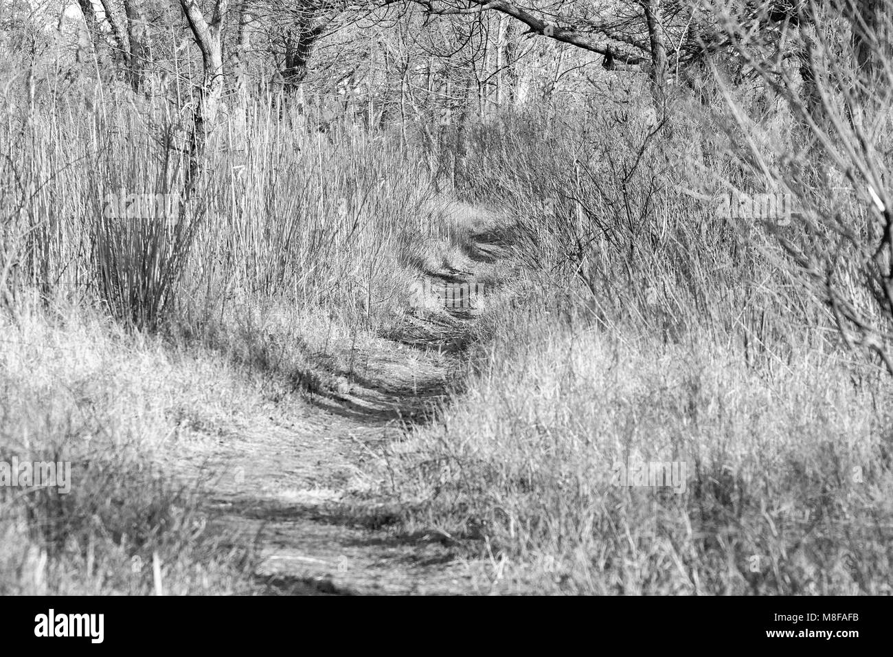 Path image road in Black and White Stock Photos & Images - Alamy