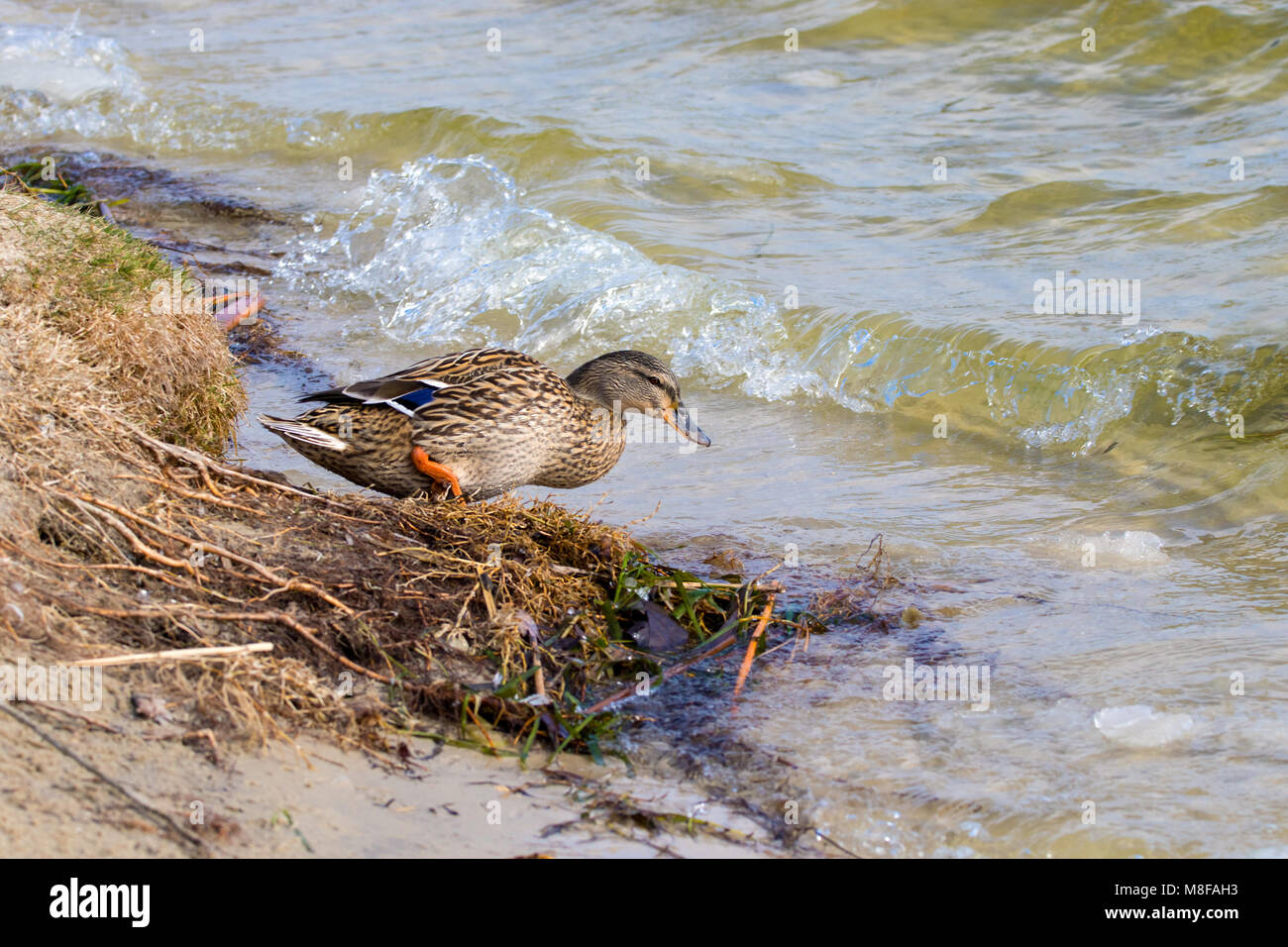 mage a wild duck walks from shore to river Stock Photo - Alamy