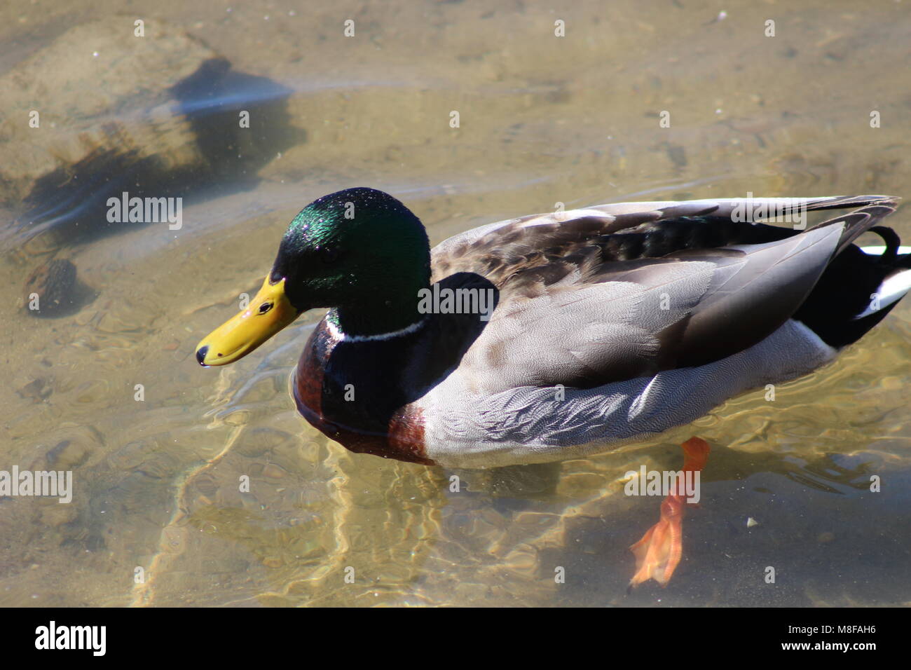 Male Mallard in profile image swimming on water Stock Photo - Alamy