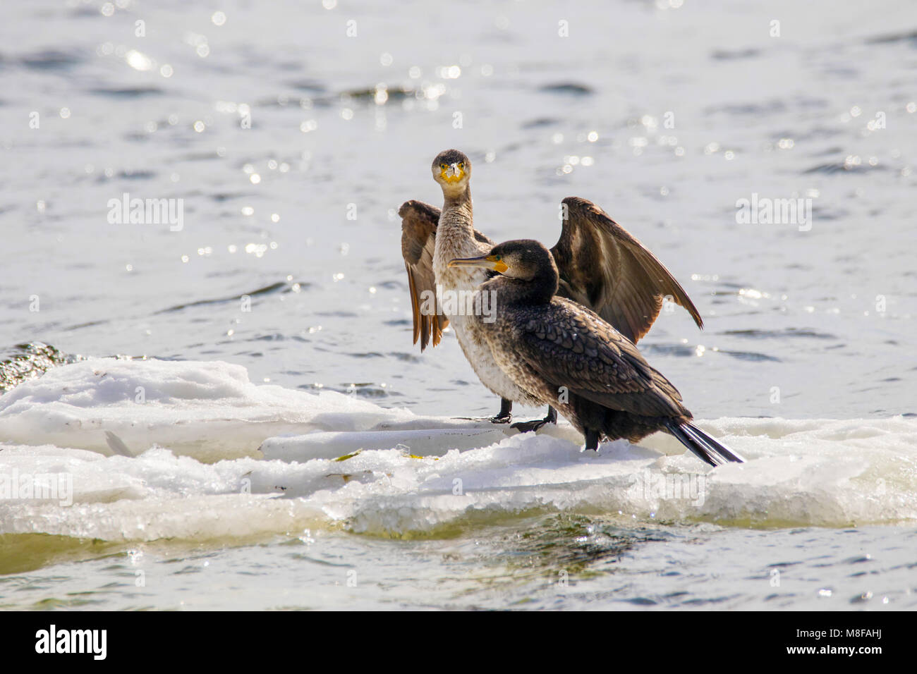 image of a bird of Phalacrocorax auritus floating on an ice floe on a ...