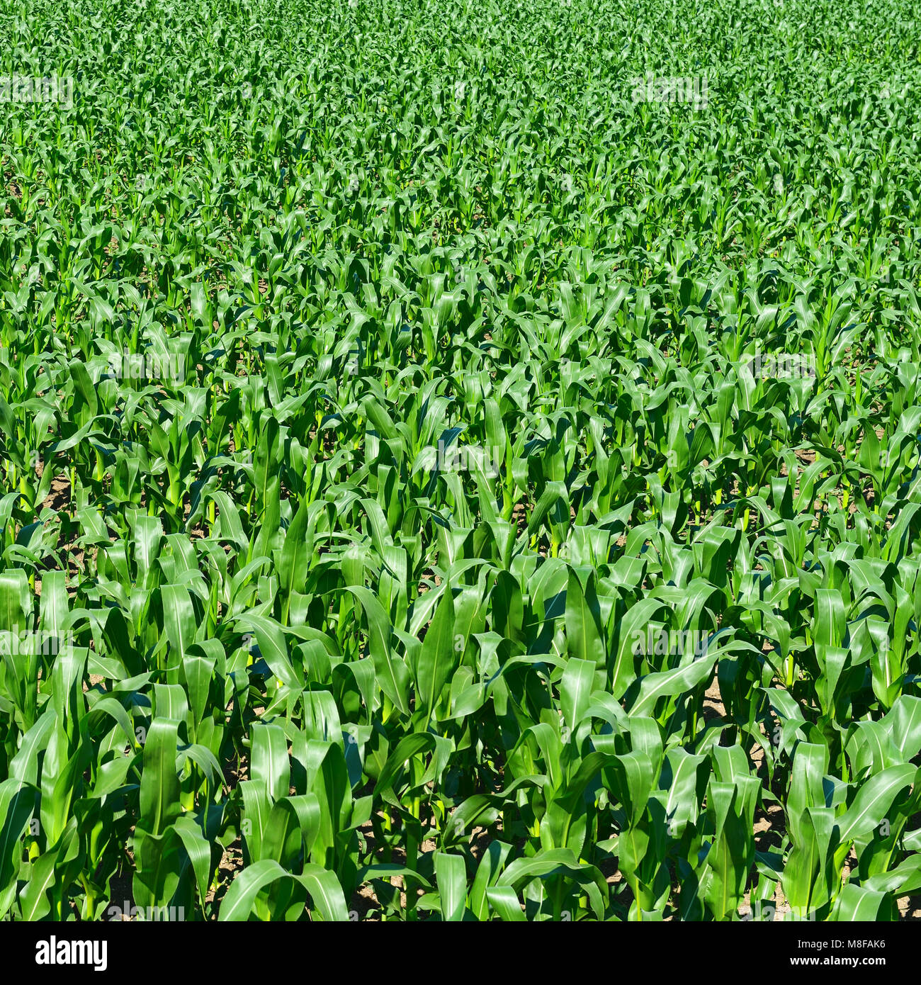Summer corn field background. Top view Stock Photo - Alamy