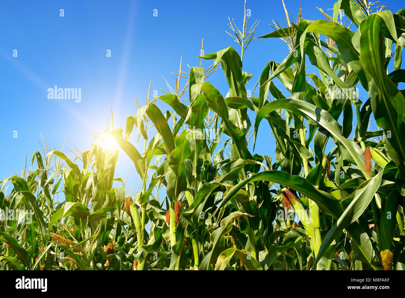 Bright sunrise on a cornfield in the summer Stock Photo - Alamy