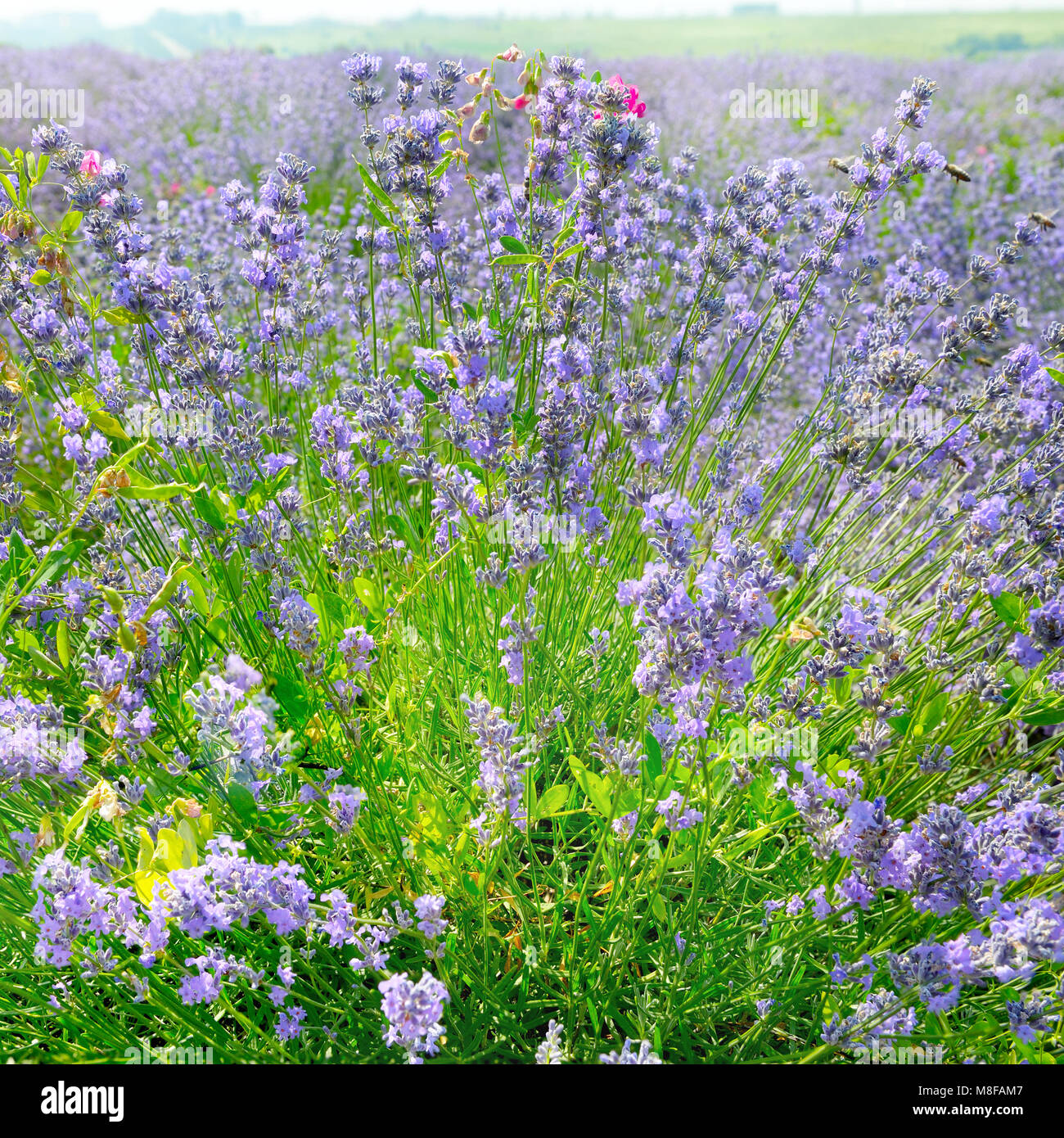 Blooming bright lavender bush in field Stock Photo - Alamy