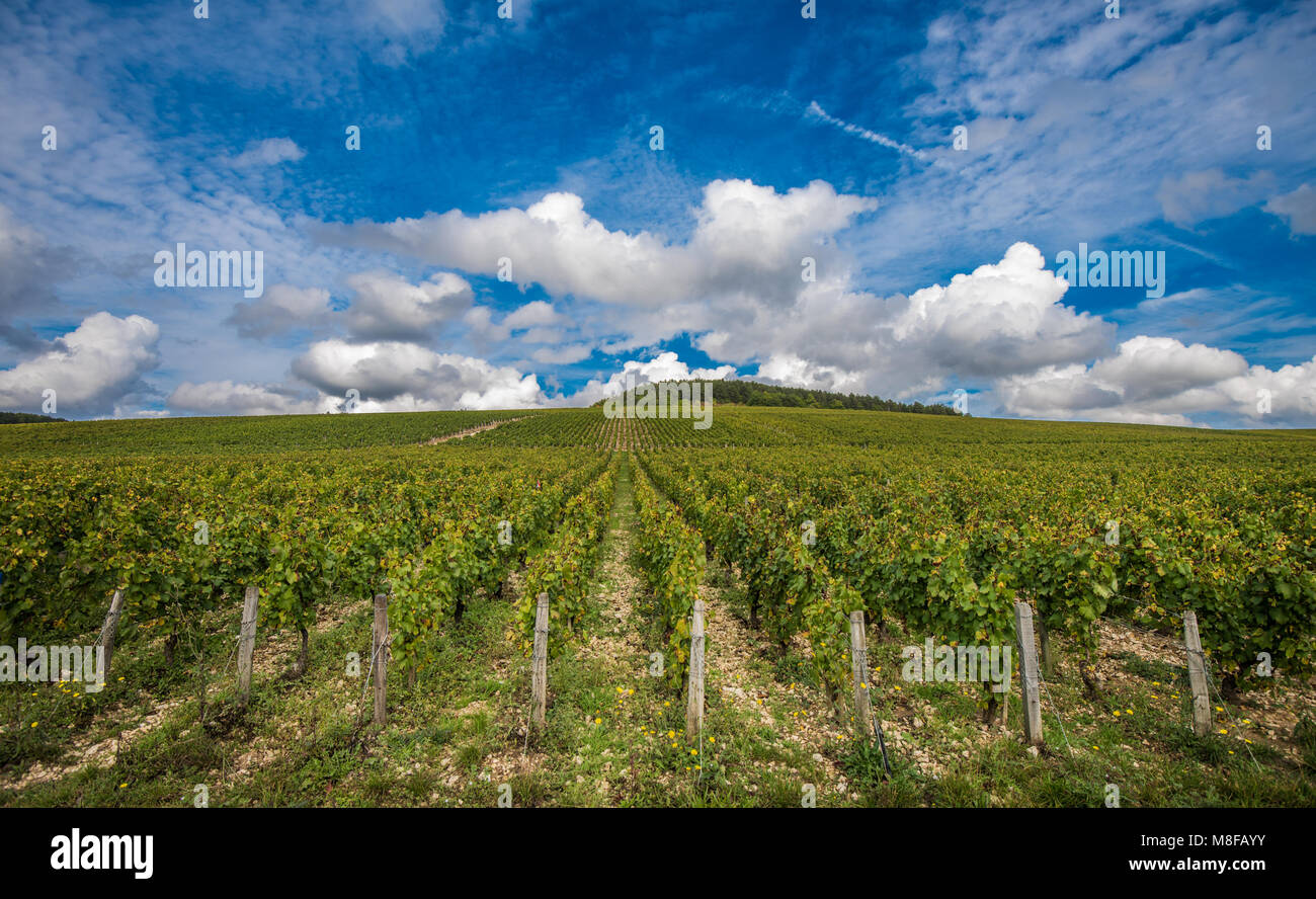 Chablis france vineyard hi-res stock photography and images - Alamy
