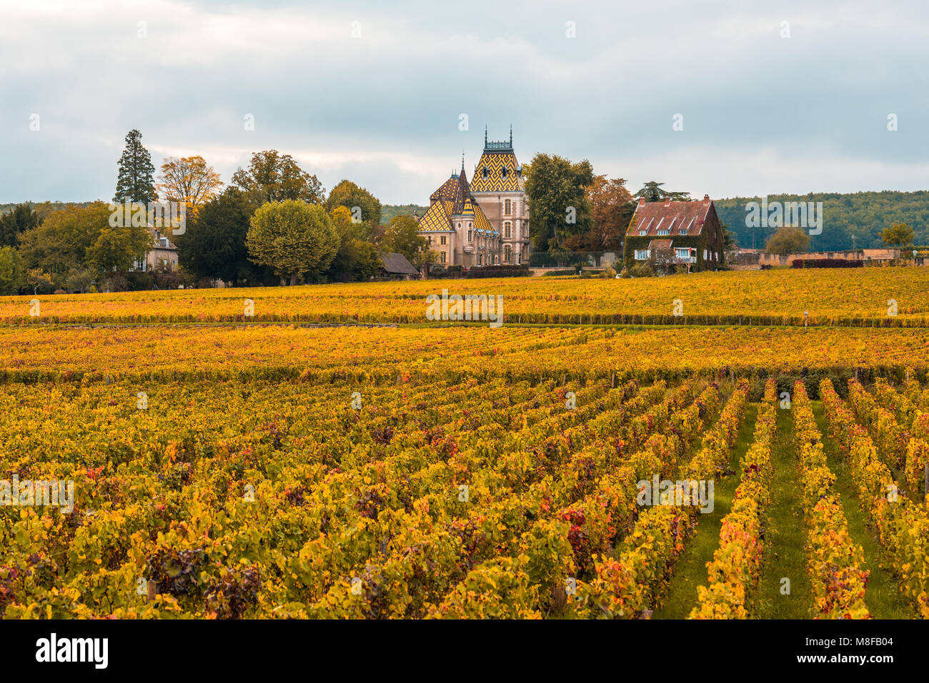 Chateau with vineyards in the autumn season, Burgundy, France Stock ...