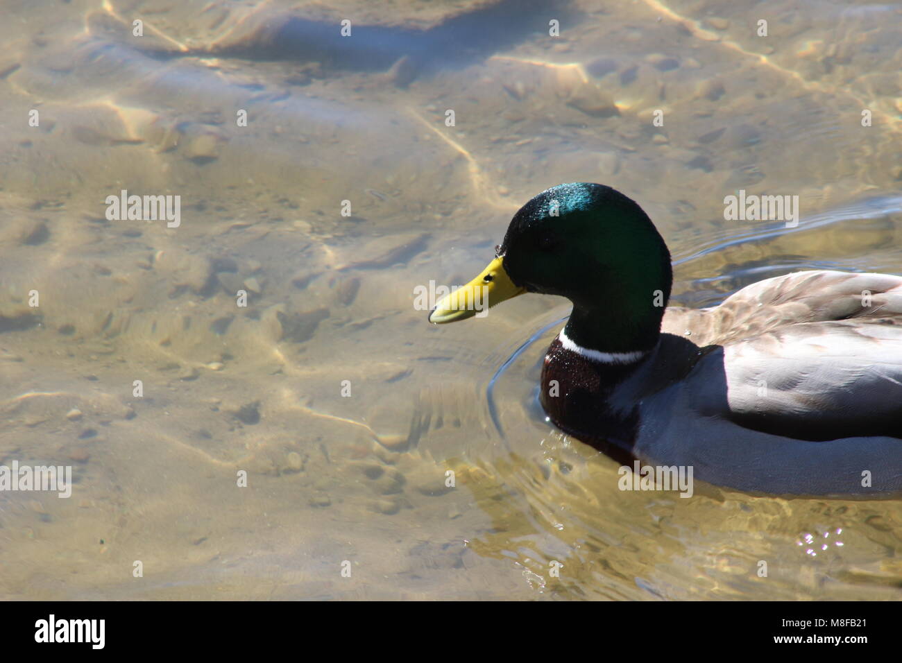 The mallard is a dabbling duck that breeds throughout the temperate and ...