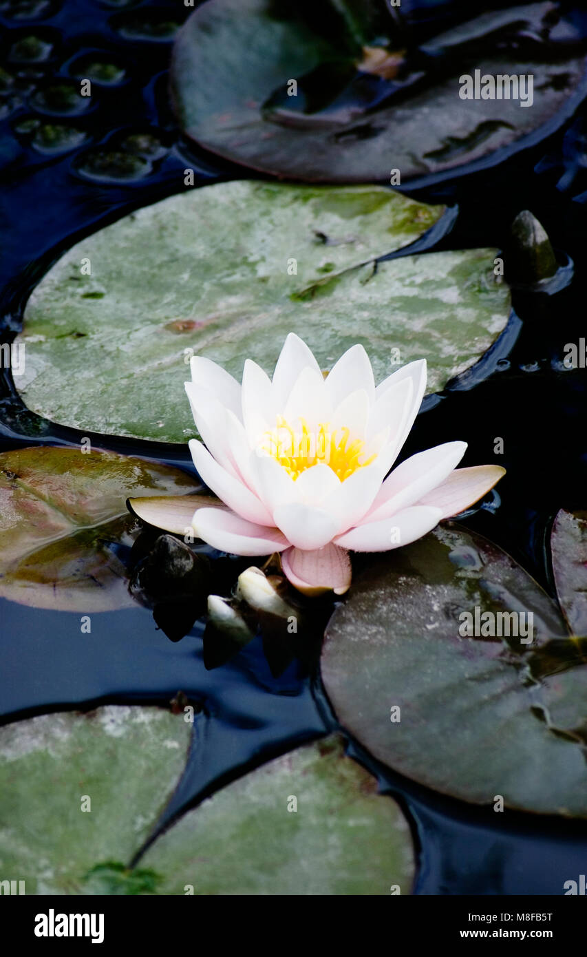 Lily pad flower hi-res stock photography and images - Alamy