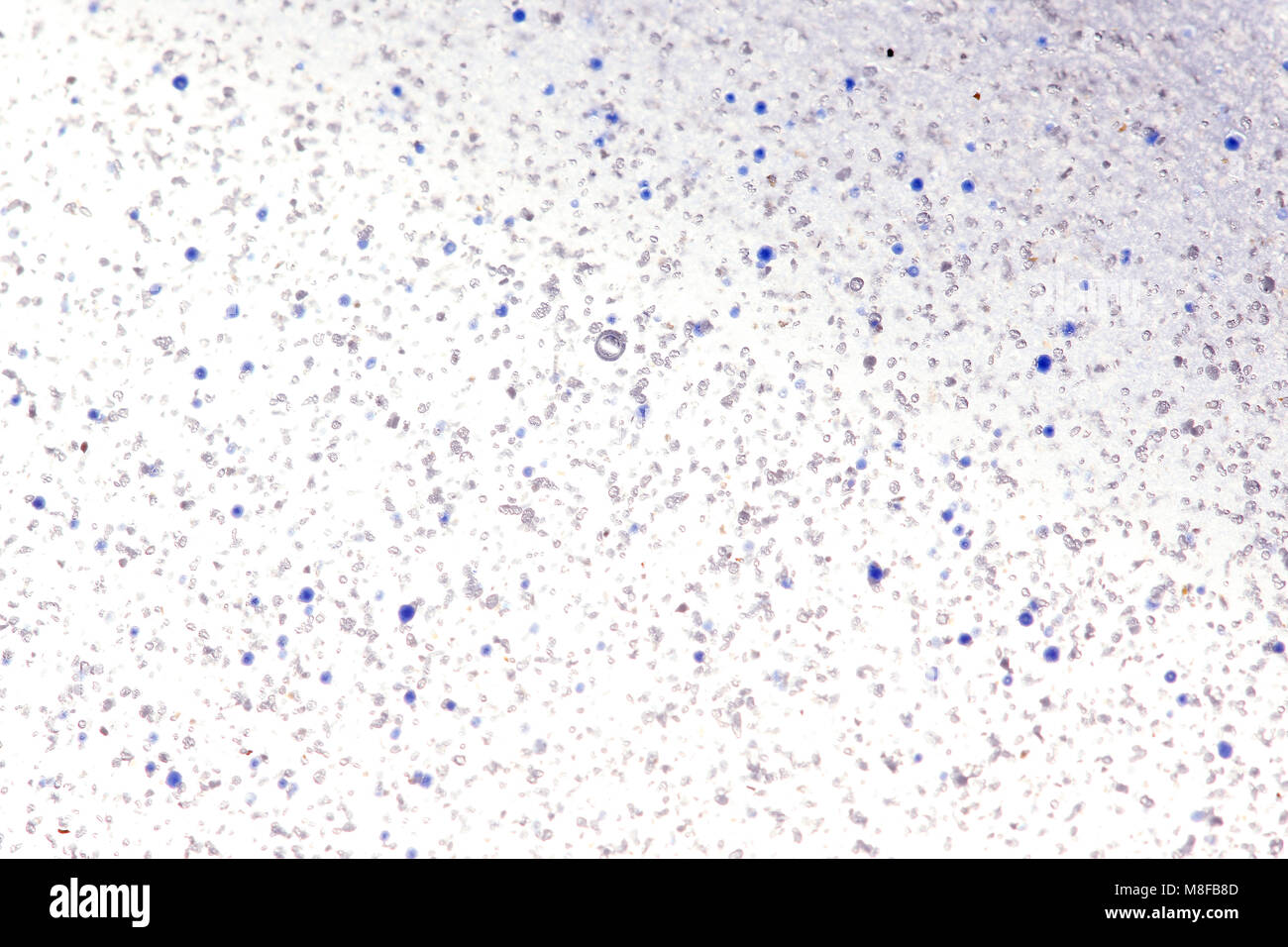 Microbeads microplastic close-up in a cosmetic face scrub Stock Photo ...