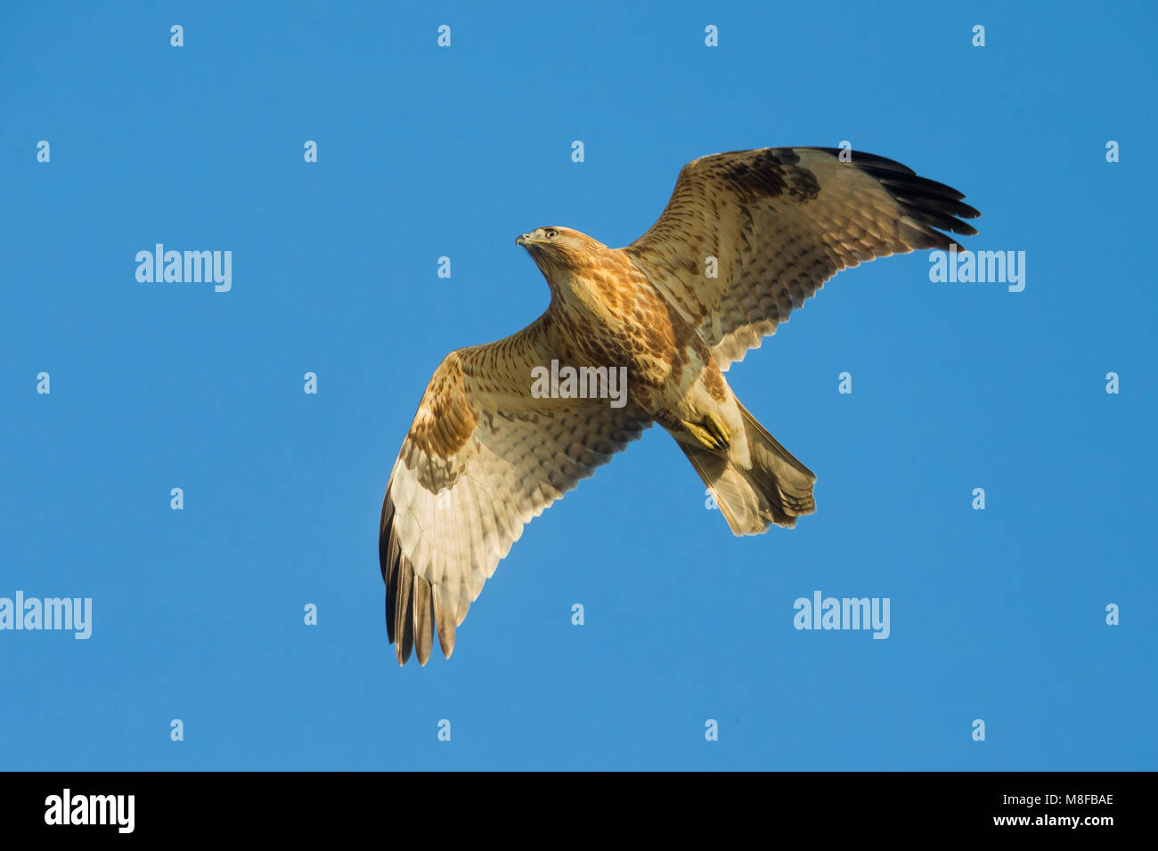 Japanse Buizerd in vlucht; Eastern Buzzard in flight Stock Photo - Alamy
