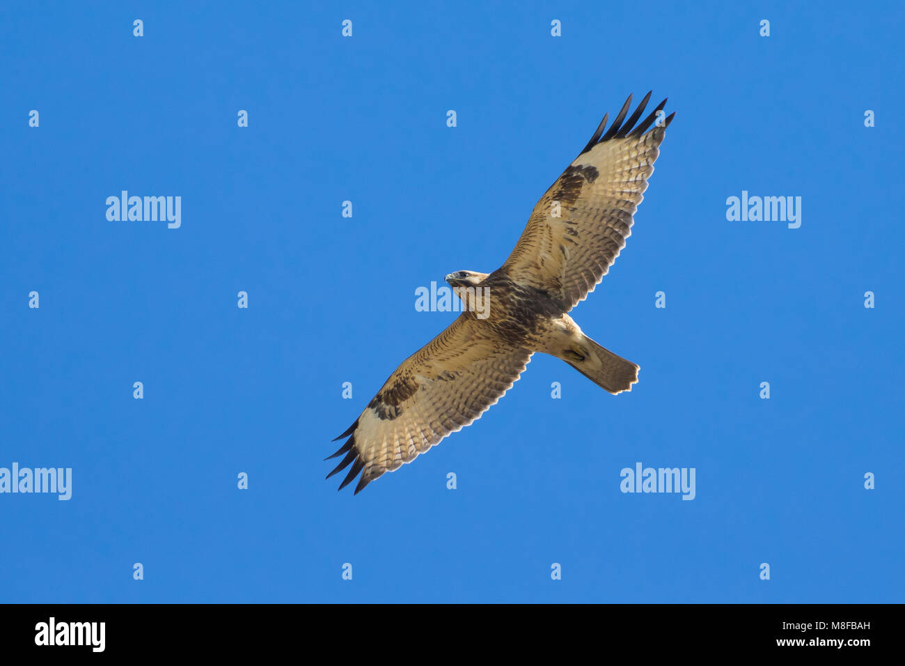 Japanse Buizerd in vlucht; Eastern Buzzard in flight Stock Photo - Alamy