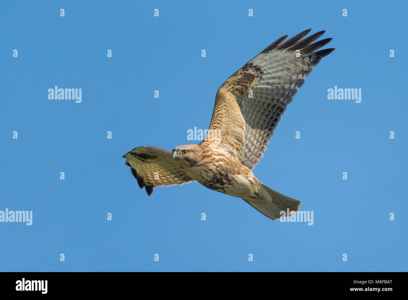 Japanse Buizerd in vlucht; Eastern Buzzard in flight Stock Photo - Alamy