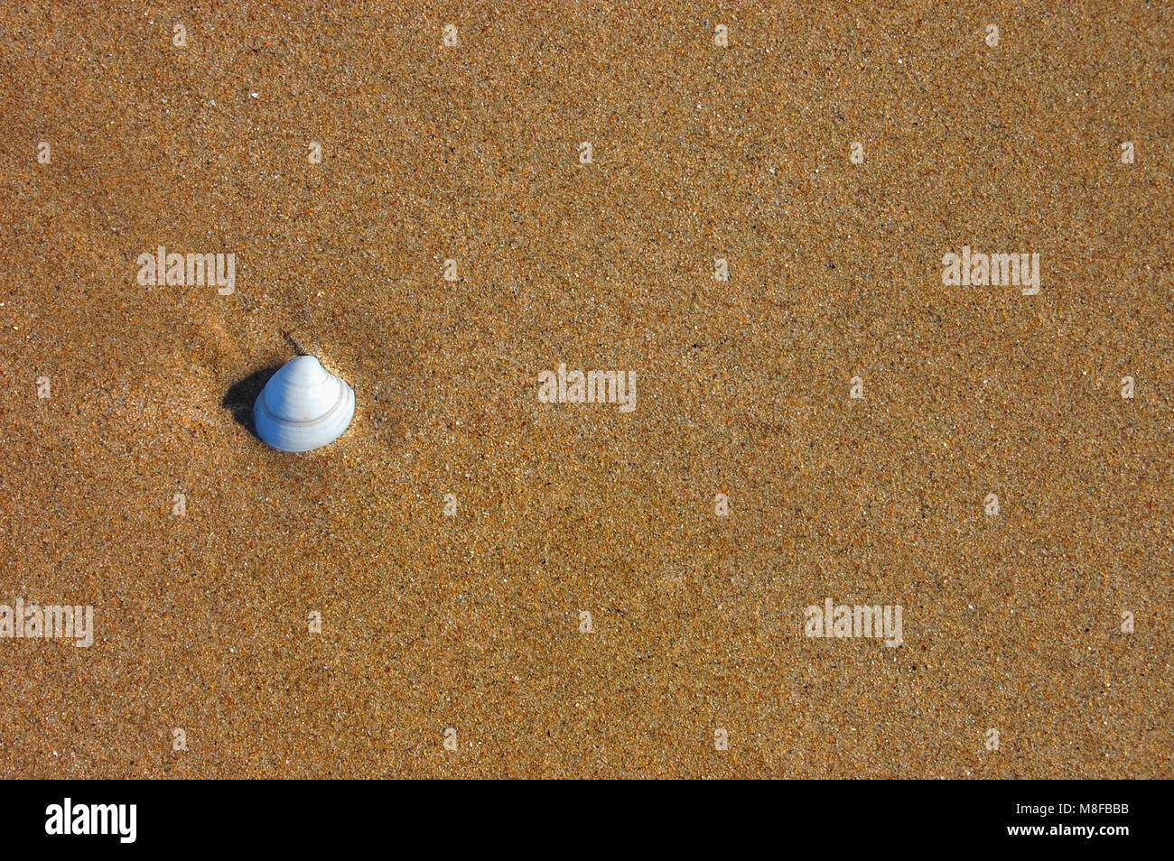 little shell on sand background of a beach Stock Photo - Alamy