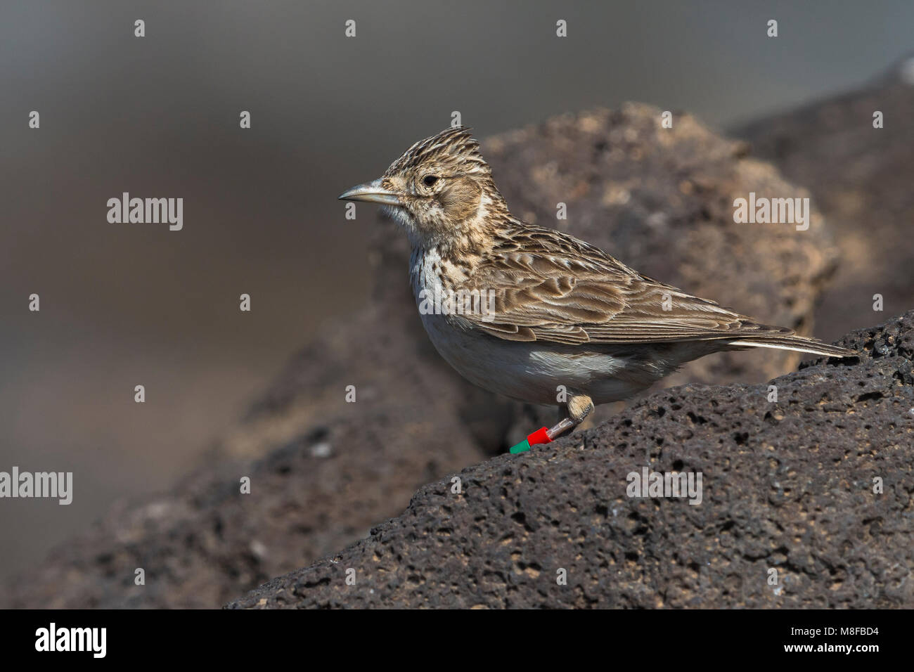 Razoleeuwerik, Raso Lark Stock Photo - Alamy