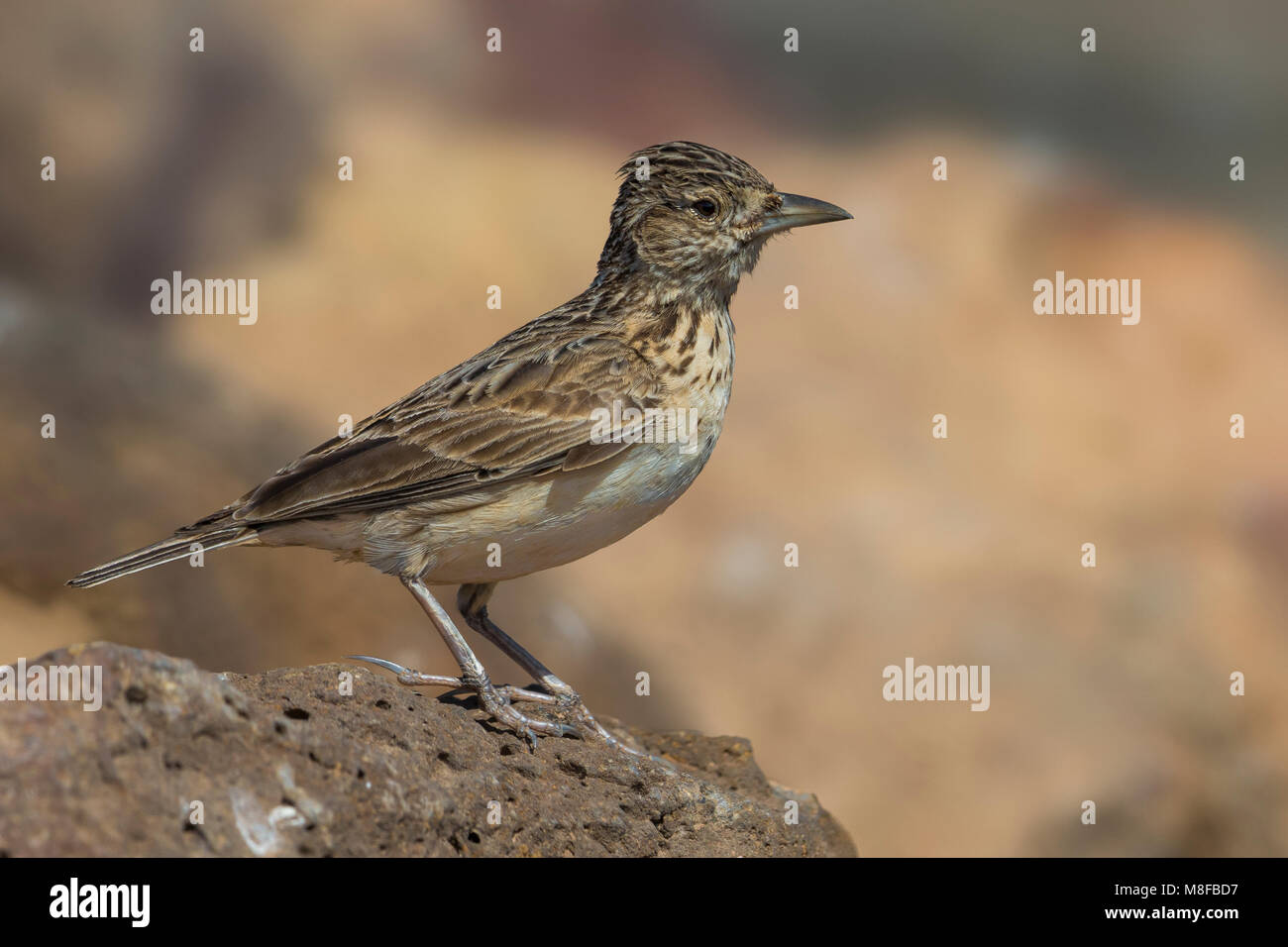 Razoleeuwerik, Raso Lark Stock Photo - Alamy