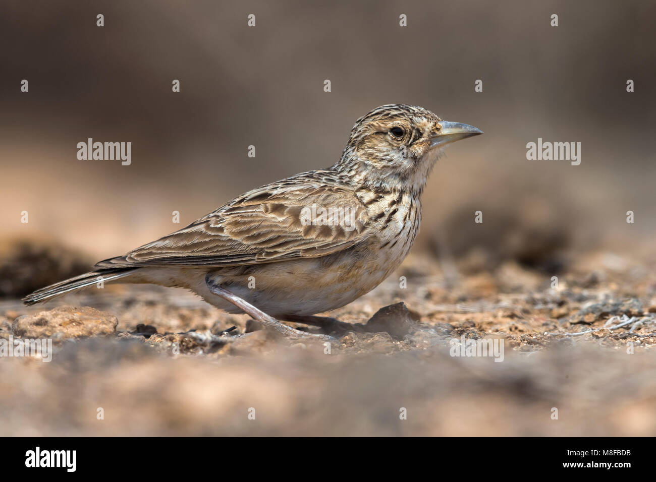 Razoleeuwerik, Raso Lark Stock Photo - Alamy