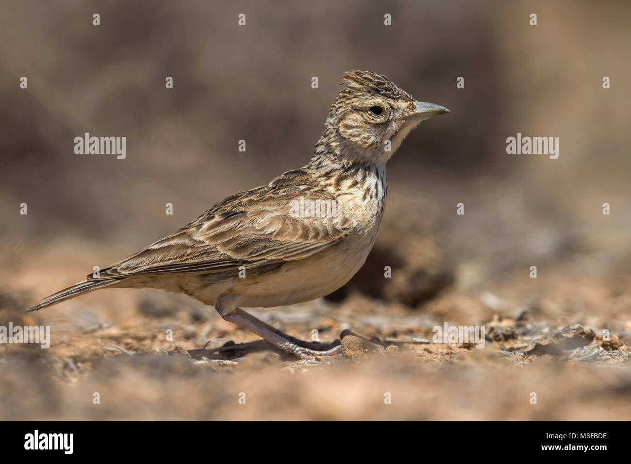 Razoleeuwerik, Raso Lark Stock Photo - Alamy