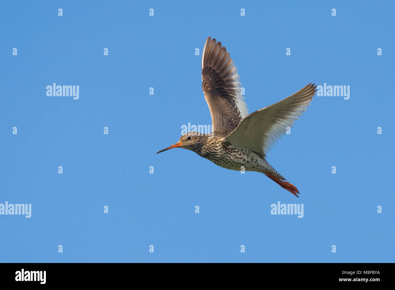 Tureluur; Redshank; Tringa totanus Stock Photo - Alamy