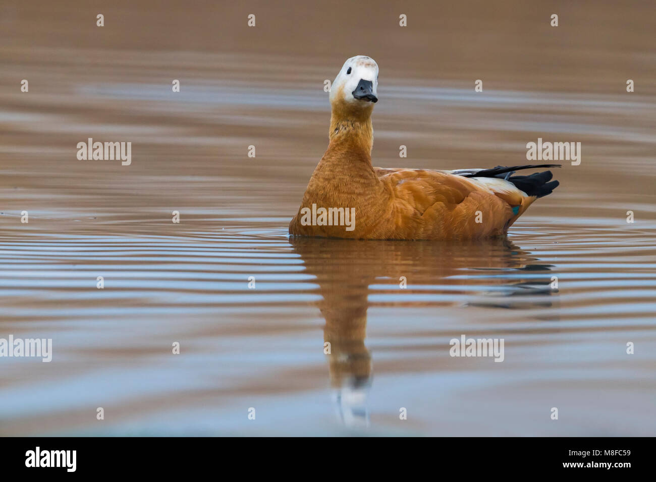 Casarca, Ruddy Shellduck Stock Photo - Alamy