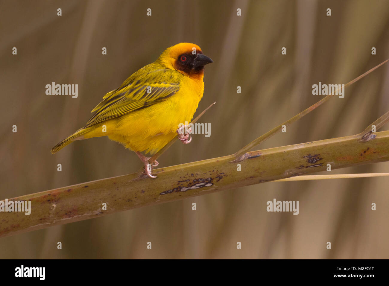 Tessitore tessitore hi-res stock photography and images - Alamy