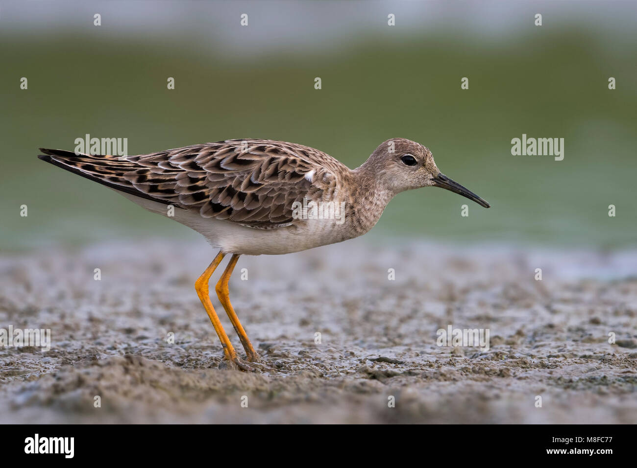 Kemphaan hi-res stock photography and images - Alamy