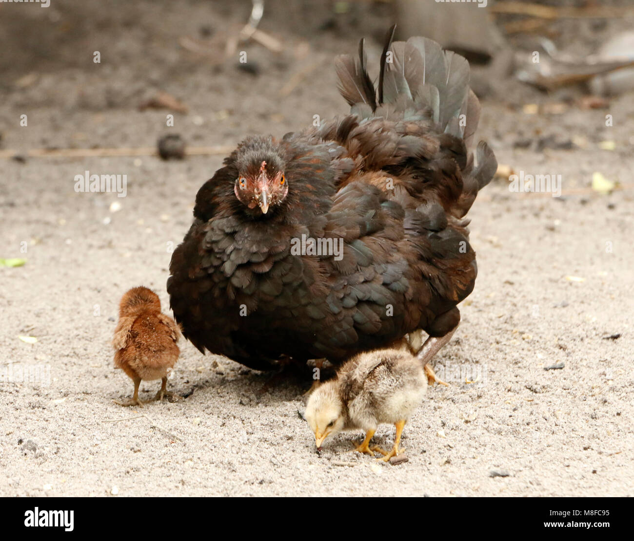 Baby chickens with rooster and female hi-res stock photography and ...