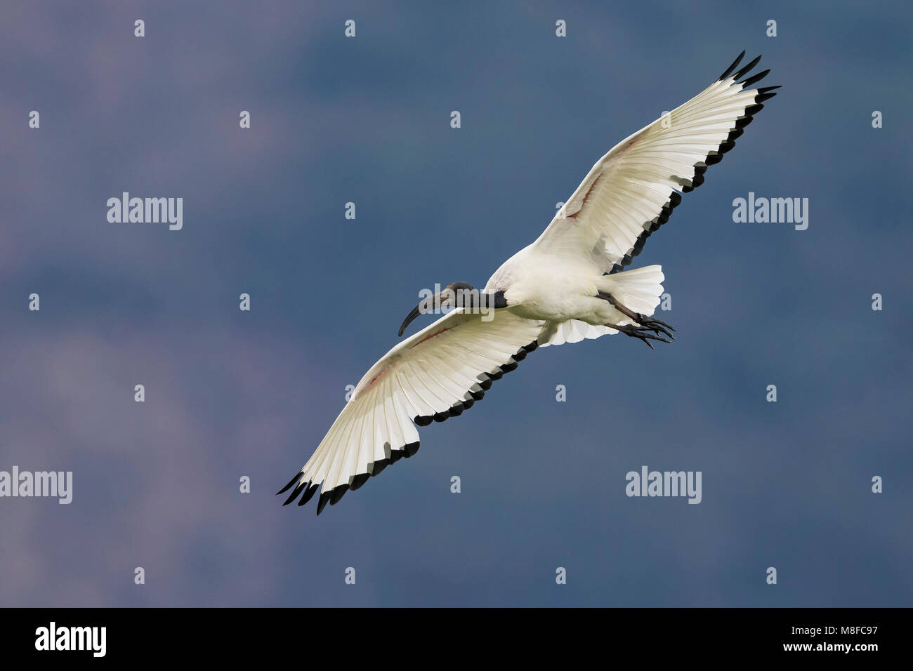 Heilige Ibis in vlucht; Sacred Ibis in flight Stock Photo - Alamy