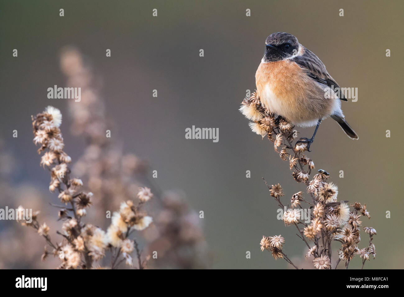 Mannetje Roodborsttapuit; Male European Stonechat Stock Photo - Alamy