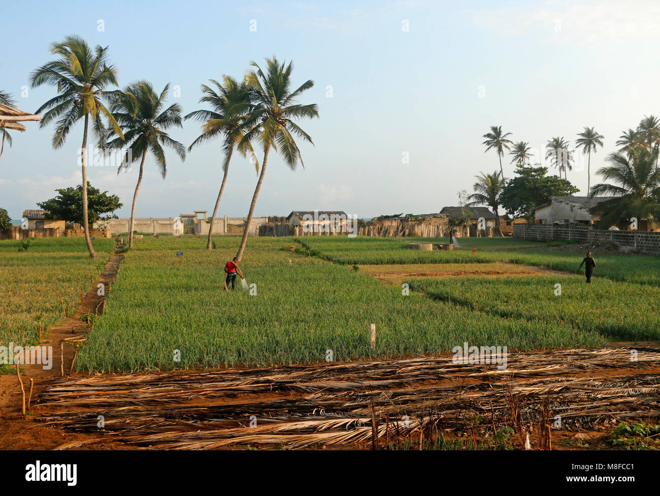 Tropical landscape with palm trees Stock Photo - Alamy