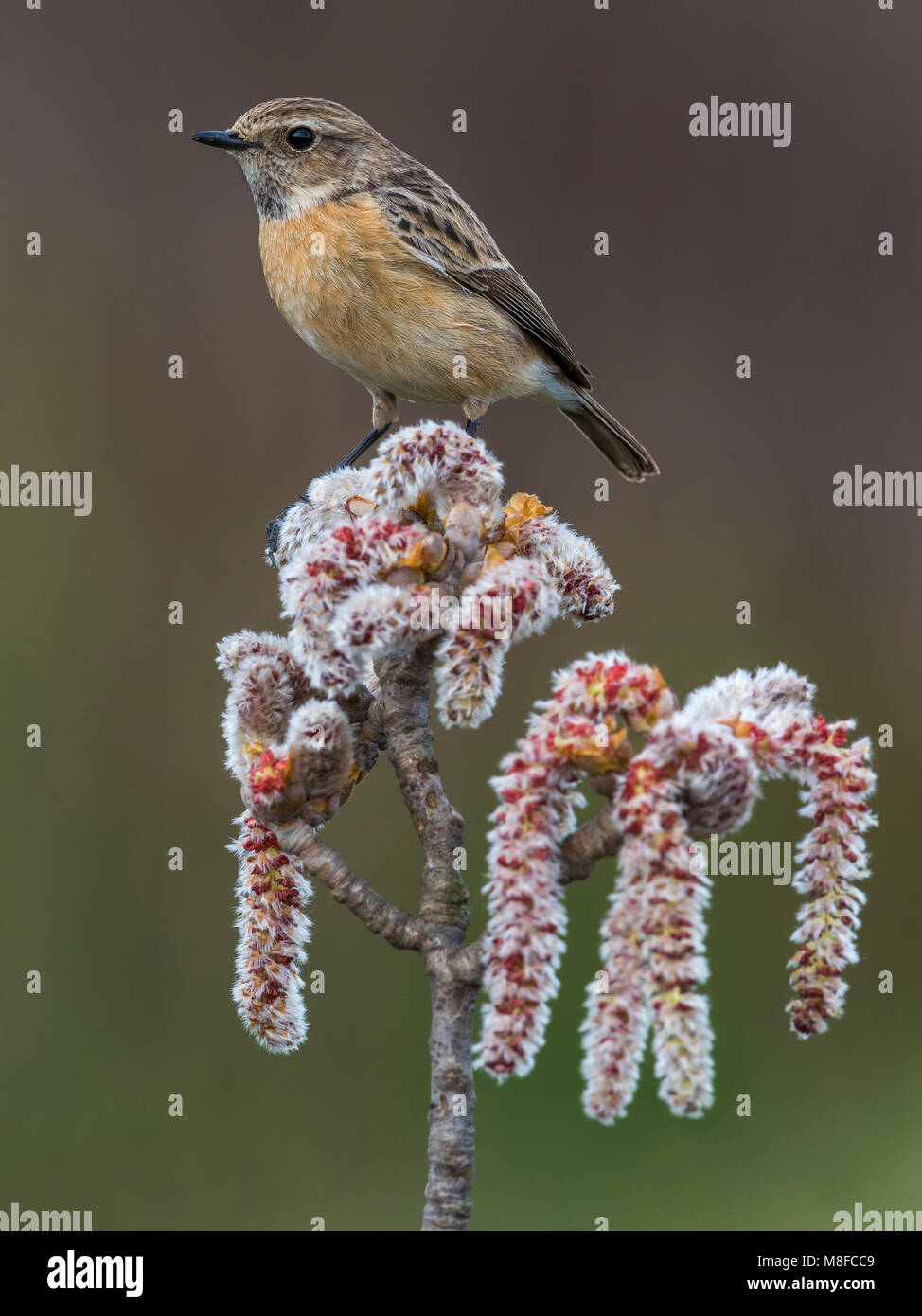 Female european stonechat hi-res stock photography and images - Alamy