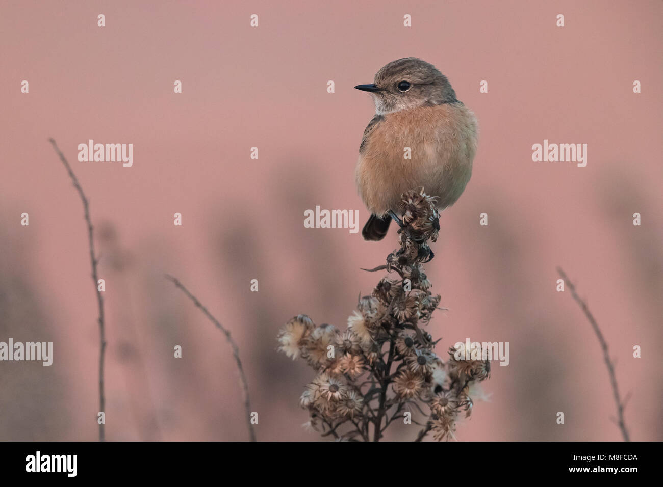 Female european stonechat hi-res stock photography and images - Alamy