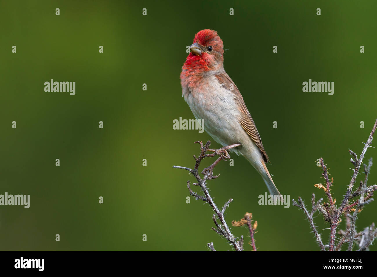 Roodmus; Scarlet Rosefinch Stock Photo - Alamy