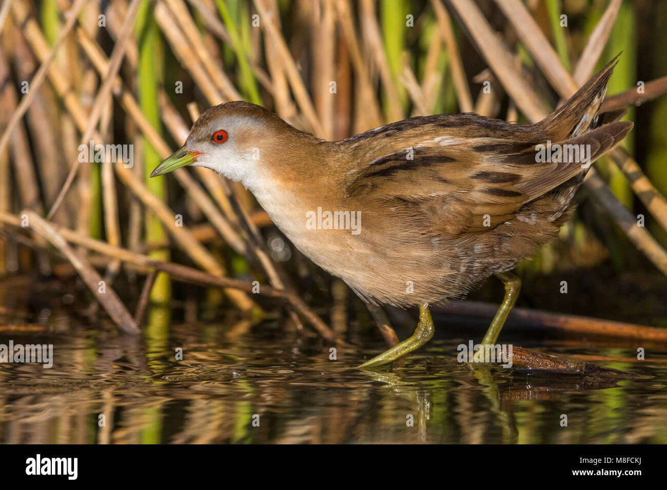 Klein waterhoen hi-res stock photography and images - Alamy