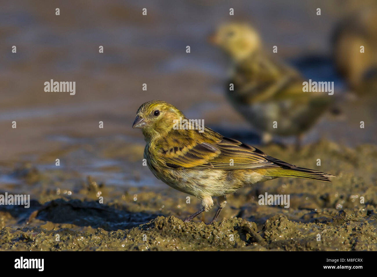 Europese kanarie hi-res stock photography and images - Alamy