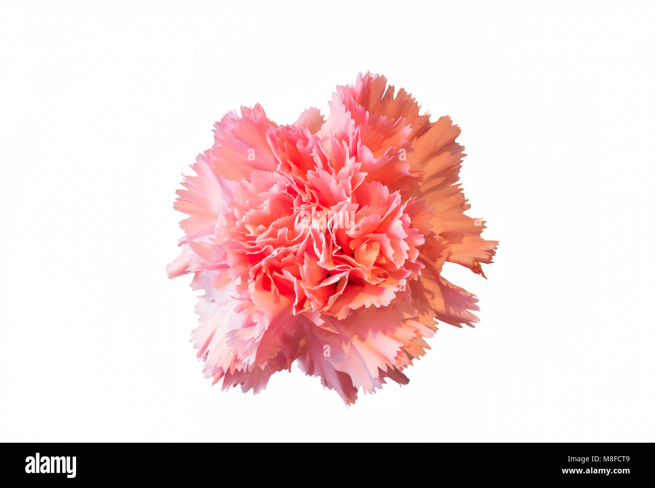 Single carnation bouquet hi-res stock photography and images - Alamy