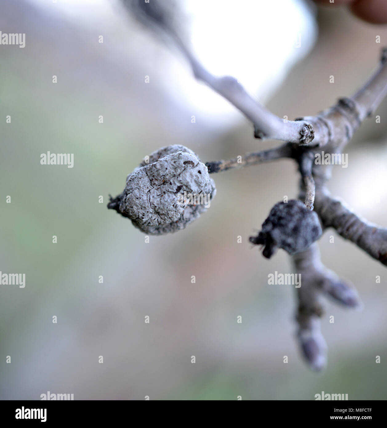 close up of rotten apple with mildew on tree in orchard,image Stock ...
