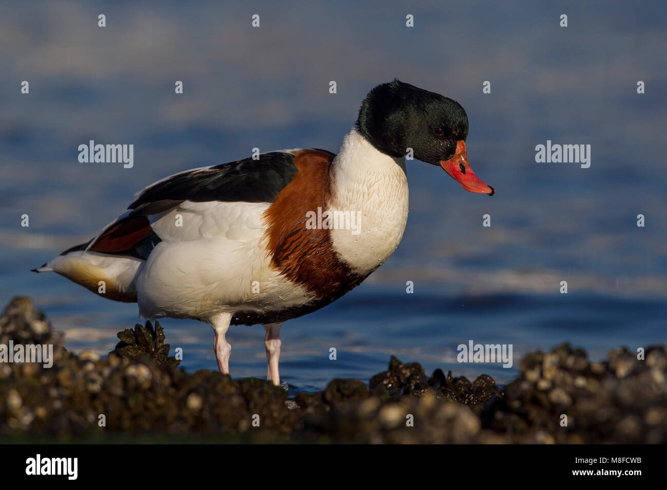 Bergeend; Common Shelduck Stock Photo - Alamy