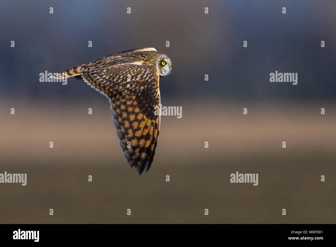Velduil in vlucht; Short-eared Owl in flight Stock Photo - Alamy