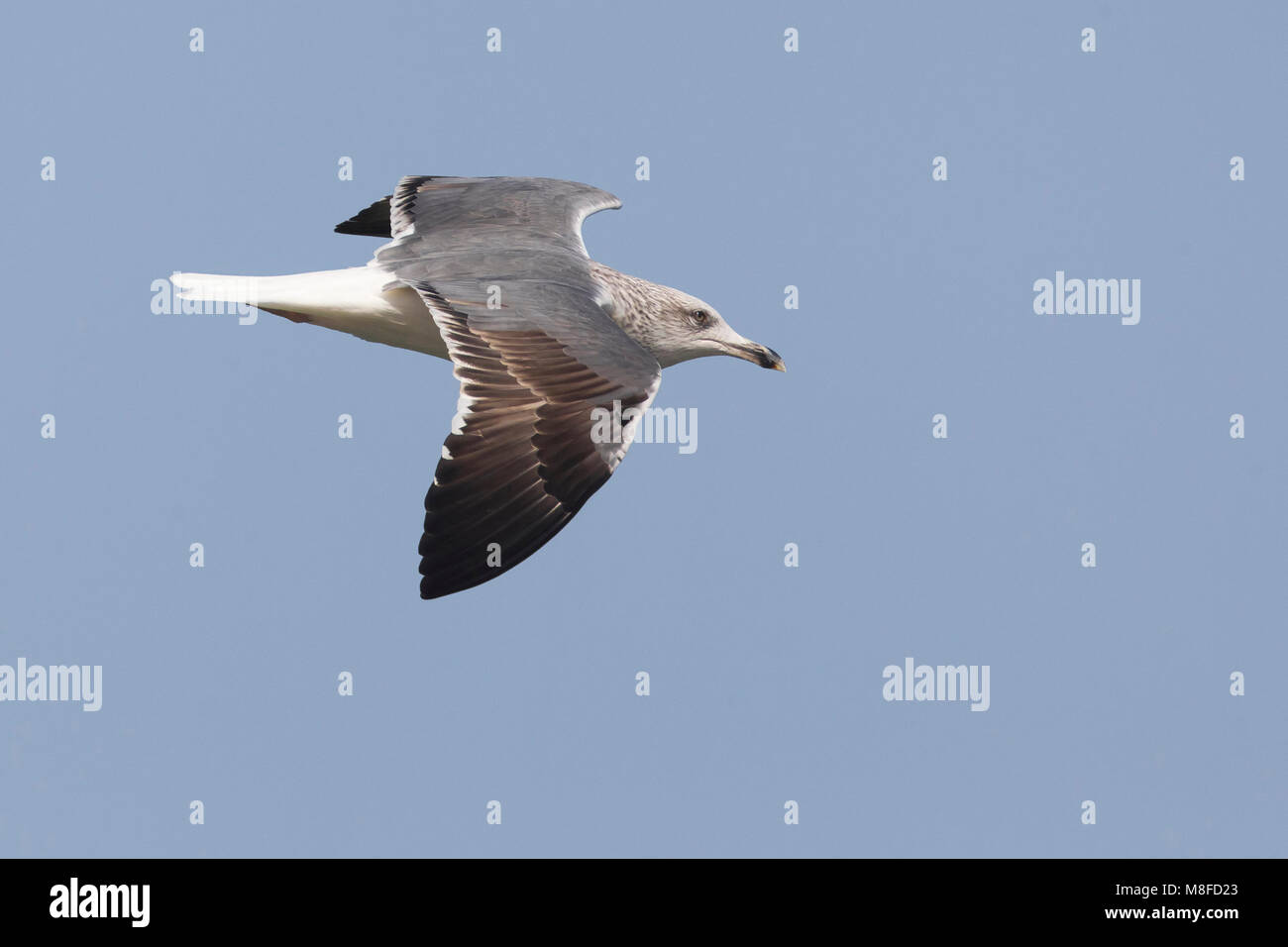 Siberian gull hi-res stock photography and images - Alamy