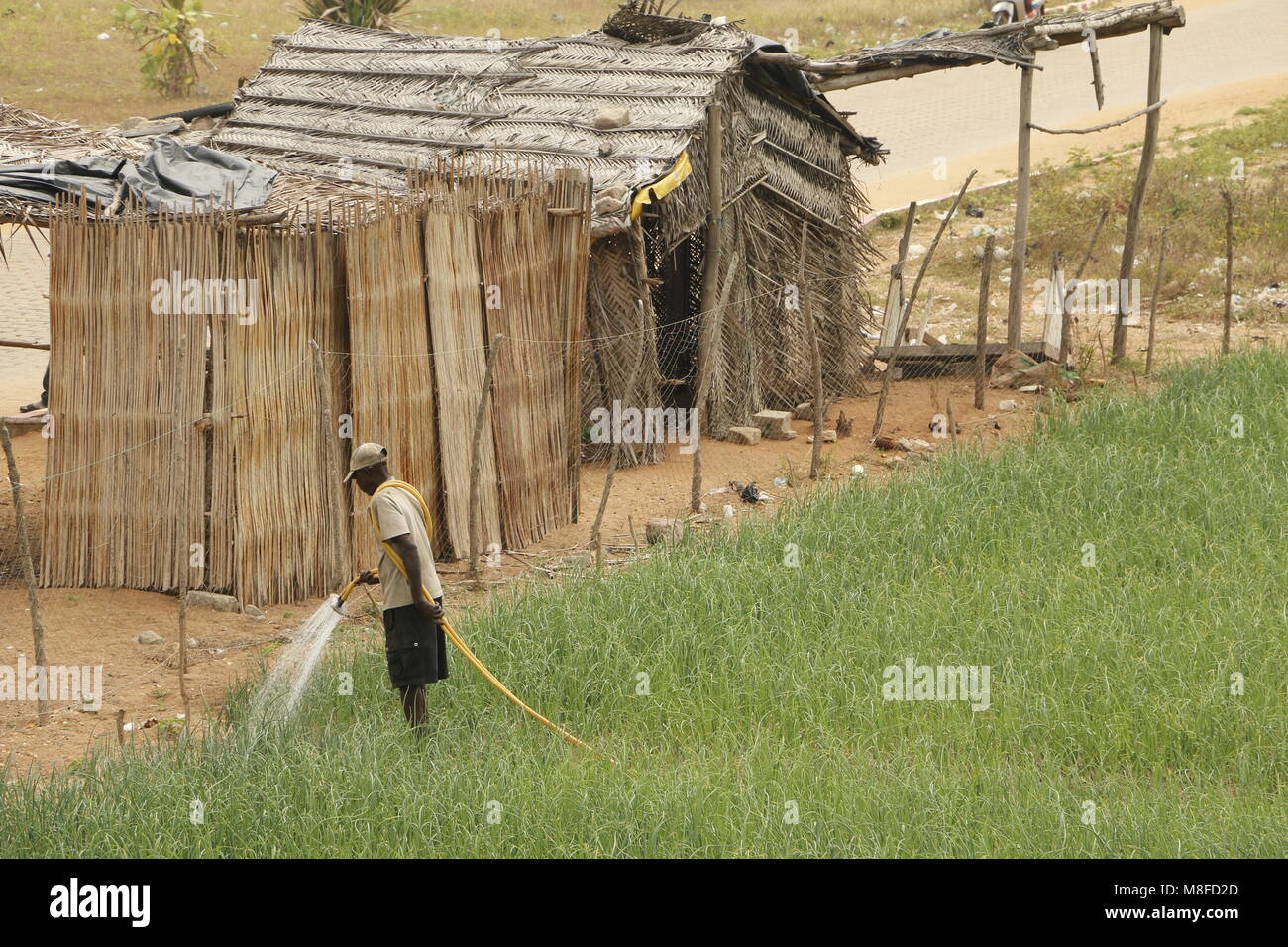 Farmer watering the plants in the field Stock Photo - Alamy