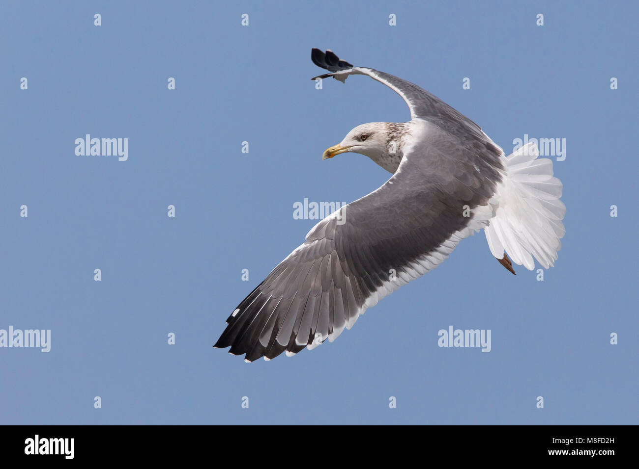 Siberian gull hi-res stock photography and images - Alamy