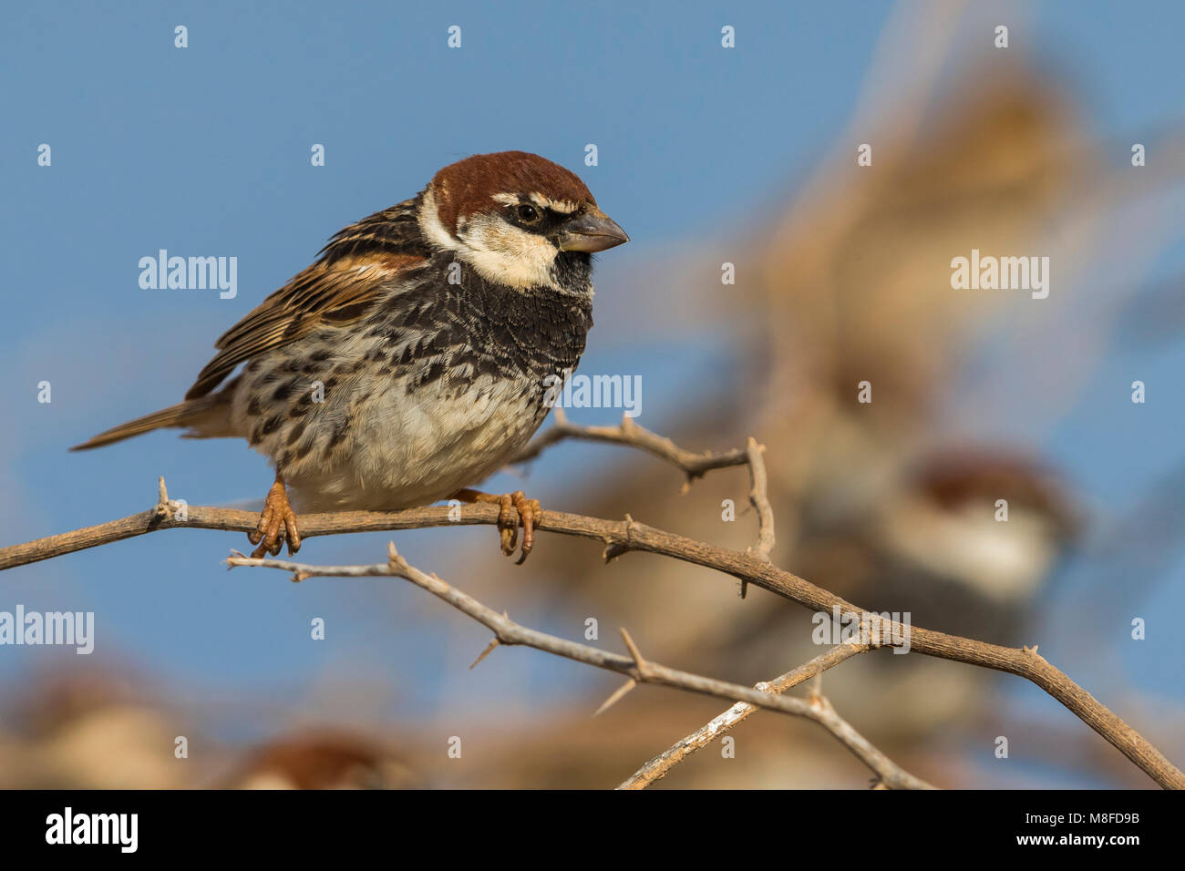 Mannetje Spaanse Mus; Spanish Sparrow male Stock Photo - Alamy
