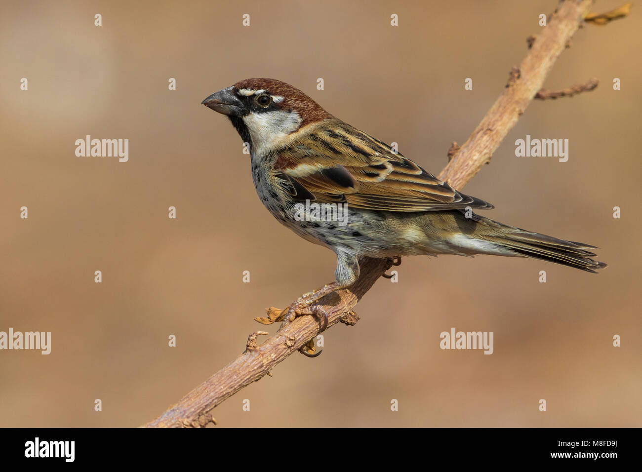 Mannetje Spaanse Mus; Spanish Sparrow male Stock Photo - Alamy