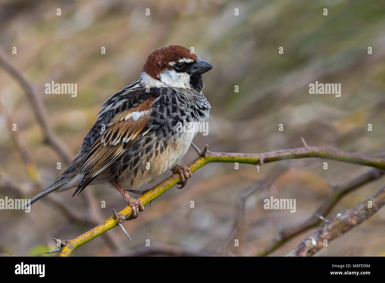 Mannetje Spaanse Mus; Spanish Sparrow male Stock Photo - Alamy