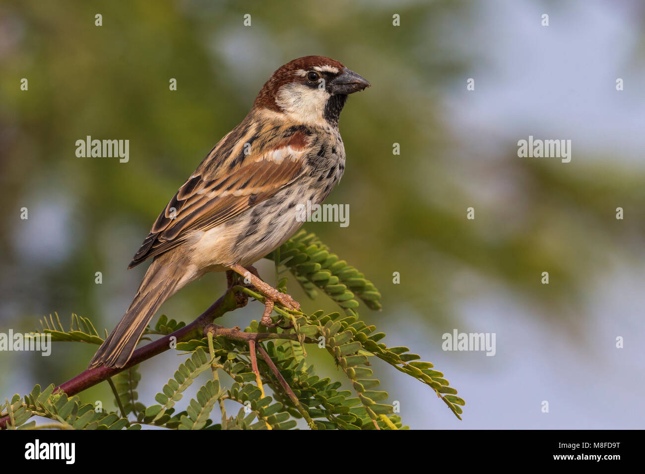 Mannetje Spaanse Mus; Spanish Sparrow male Stock Photo - Alamy