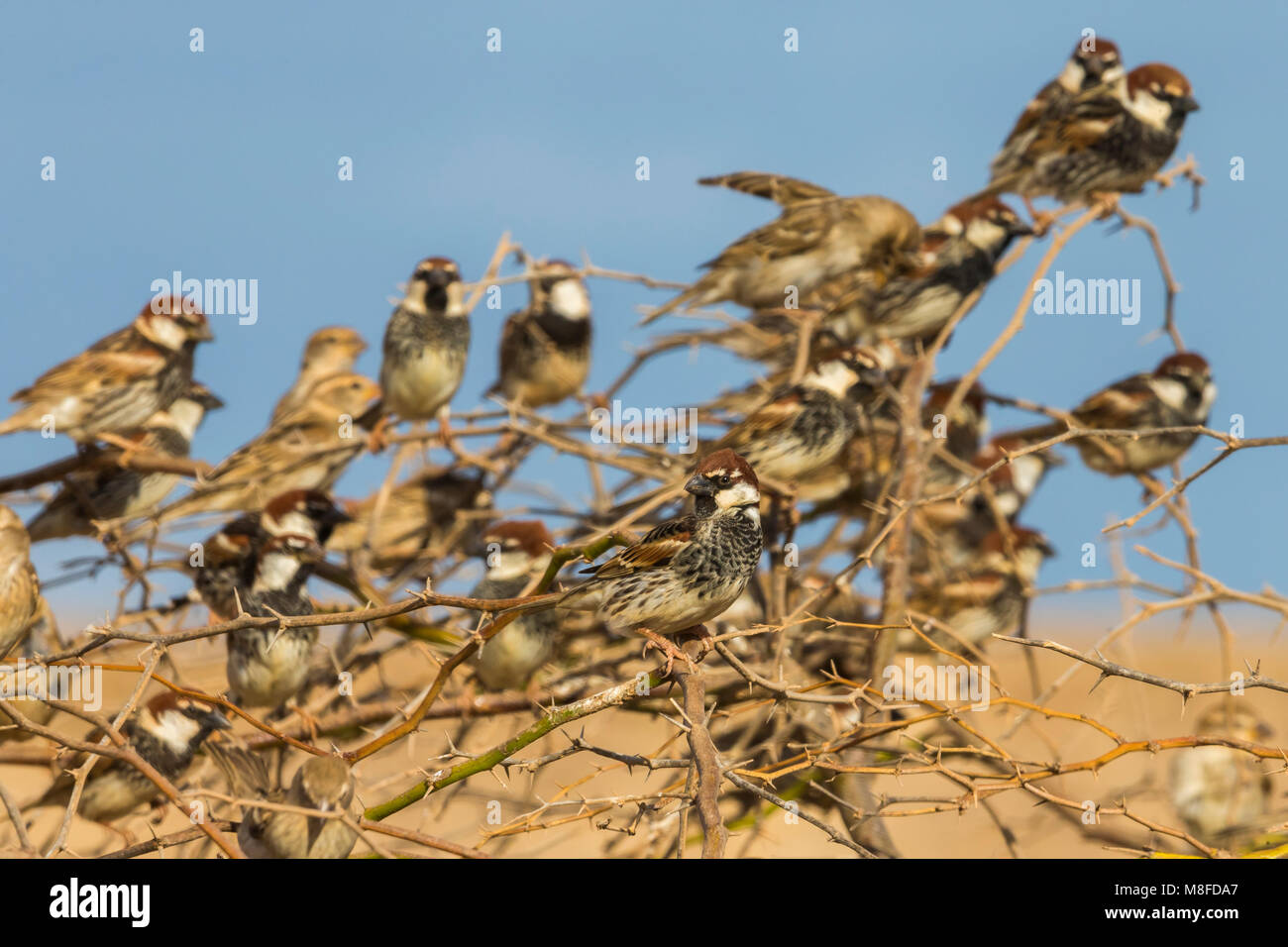 Mannetje Spaanse Mus; Spanish Sparrow male Stock Photo - Alamy
