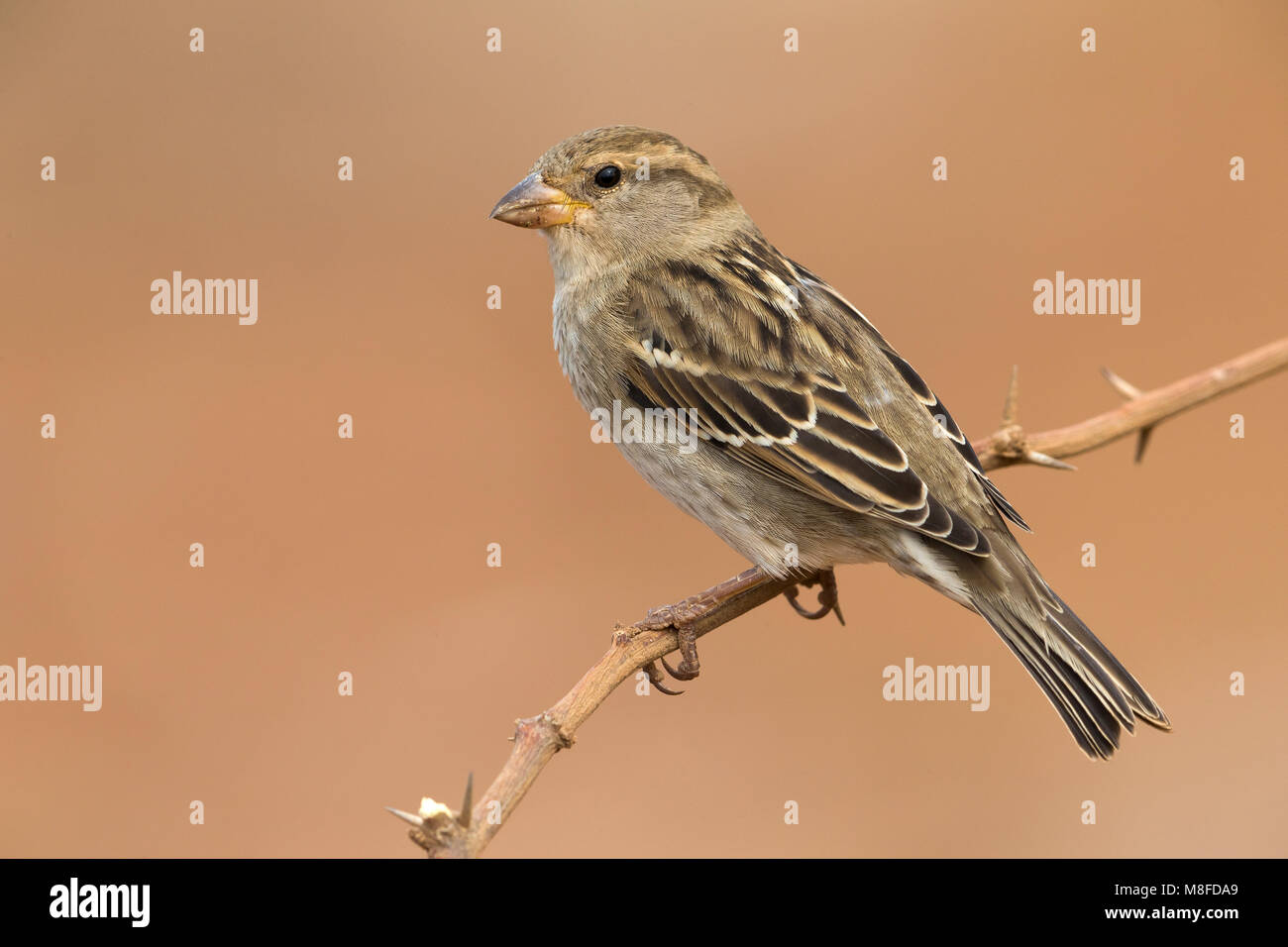 Vrouwtje Spaanse Mus; Spanish Sparrow female Stock Photo - Alamy