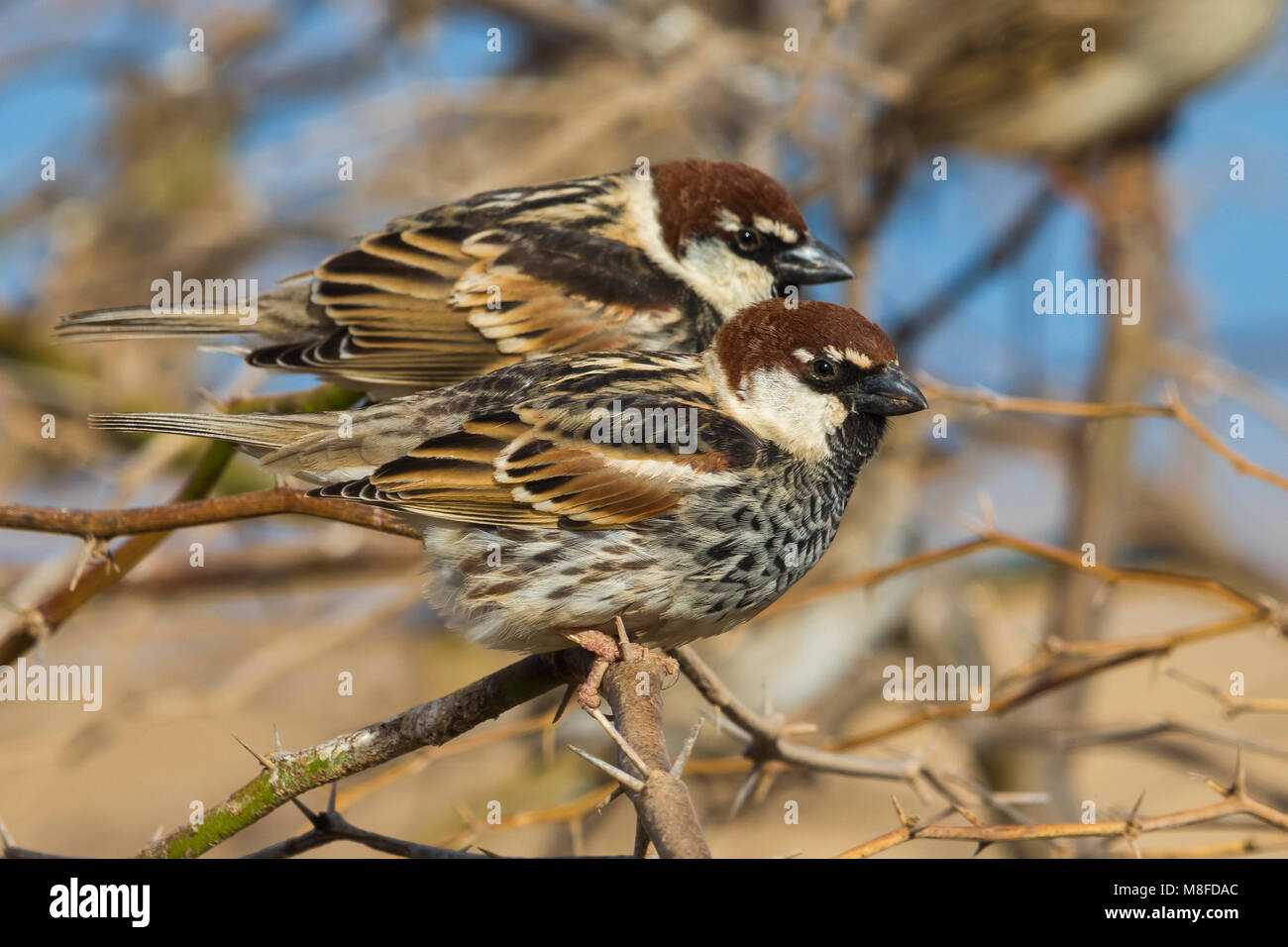 Mannetje Spaanse Mus; Spanish Sparrow male Stock Photo - Alamy